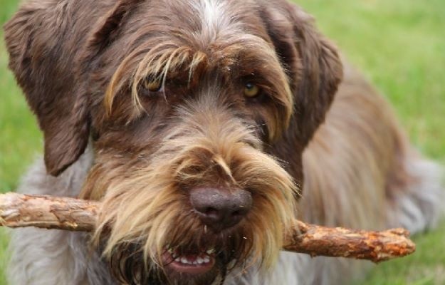 Accueil - Elevage des gorges de la luzège - eleveur de chiens Griffon d ...